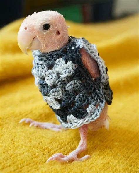 141 Best Rhea The Naked Birdie Images On Pinterest Naked Adorable