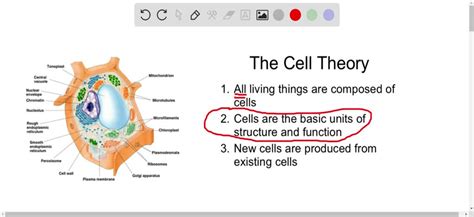 Solvedthe Cell Theory States A Cells Form As Organelles And