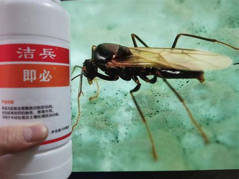 怎样消灭飞蚂蚁最有效果 哔哩哔哩