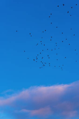 이주 시즌 동안 일몰에 밝은 보라색 구름과 극적인 하늘을 가로 질러 비행 새의 무리 자유 이주 조화 종교 개념 실루엣 세로 형식