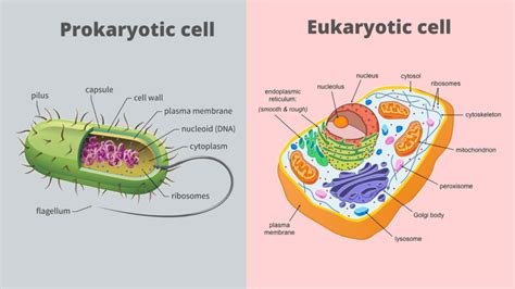 Microtubules Definition Structure Functions Biology Notes Online