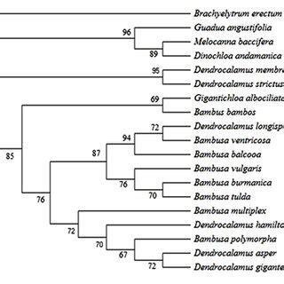 Phylogenetic Tree Constructed Using Maximum Likelihood Algorithm With