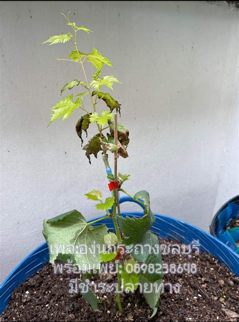 องุ่นกระถางชลบุรี