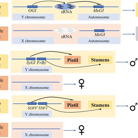 Horticultural Crops With Known Sex Determining Genes A The