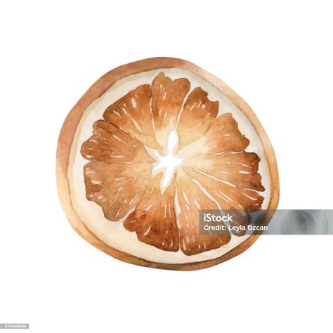 말린 오렌지 감귤류 과일의 건조한 조각 전통 크리스마스 겨울 장식 아이템입니다 수채화 고립 된 꽃 그림 가을에 대한 스톡 벡터 아트 및 기타 이미지 Istock