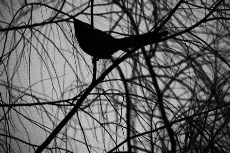 摄影《我是一只小小小小鸟》 王烨宇 站酷zcool