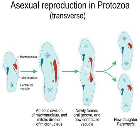 What Is True For Asexual Reproduction At Ellen Baeza Blog