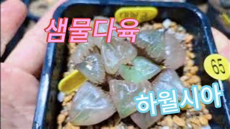 하월시아 예쁜다육이 보러오세요 Youtube