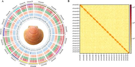 Schematic Representation Of The Genomic Characteristics And Hi C Download Scientific Diagram