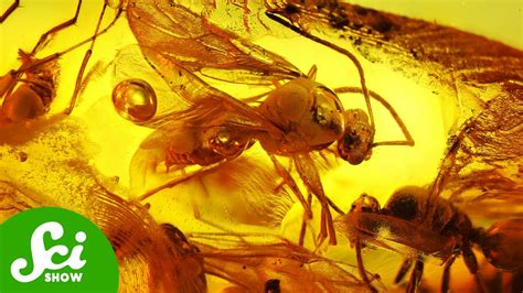 Sex Spider Attacks And Other Acts Caught In Amber Youtube