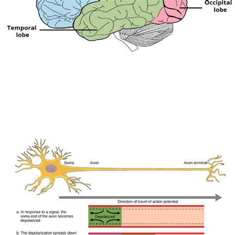 Synaptic Transmission Download Scientific Diagram