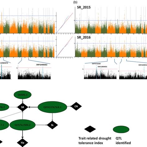 Significant Loci And Quantitative Trait Loci Qtls Associated With Sl Download Scientific