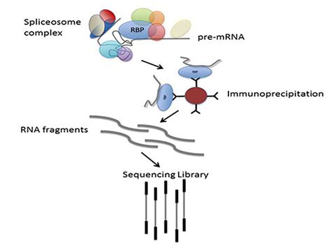 脐带血单个核细胞（cbmcs） 吉诺生物 吉诺生命健康控股集团有限公司
