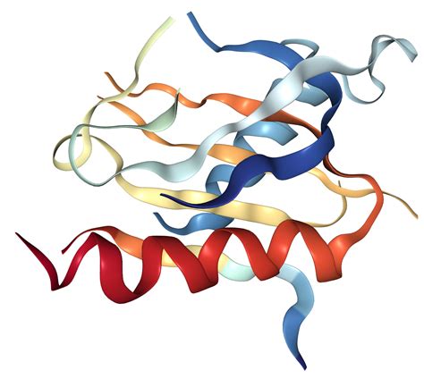 Integrin Beta 1 Protein Overview Sino Biological