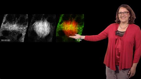 Understanding Cell Shape IBiology