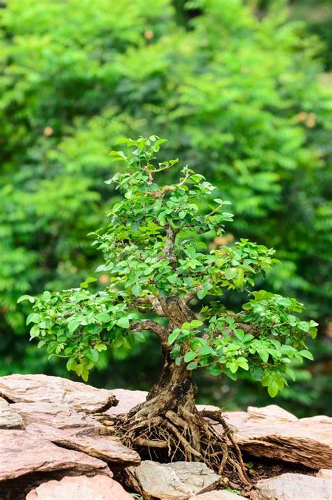 Tree Growing On A Rock Stock Photo Image Of Green Rock 34454650