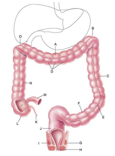 Hepatic Flexure Of Colon