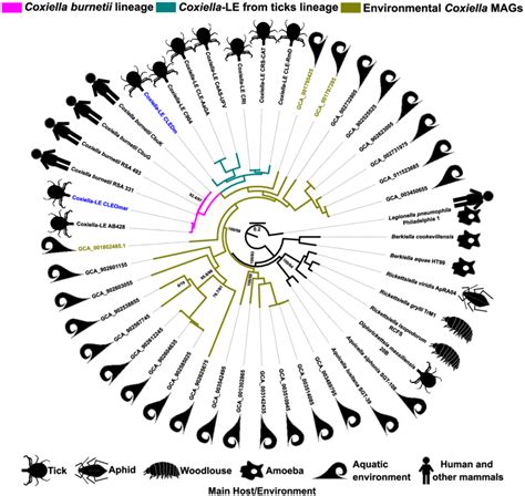 Maximum Likelihood Phylogenomic Tree Of Selected Coxiellaceae Genomes