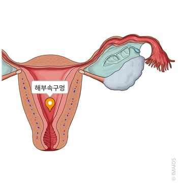 해부속구멍 E Anatomy Imaios