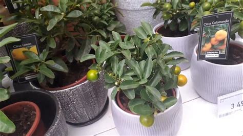 Бау Центр Цветы Youtube