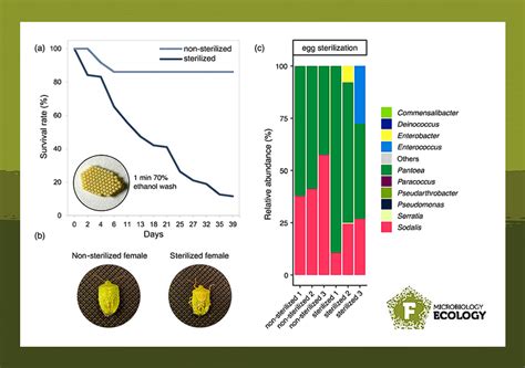 Femsmicroblog Bacteria Shaping The Lives Of Shield Bugs Fems
