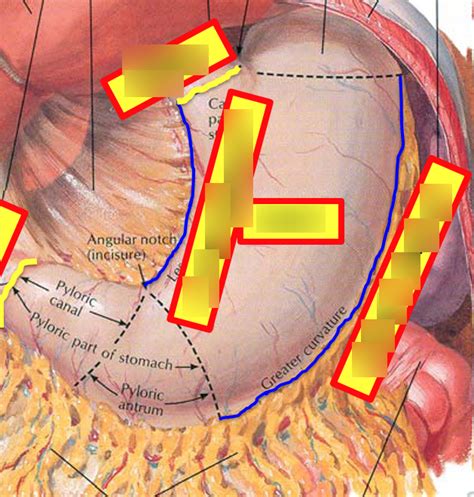 Stomach Diagram Quizlet