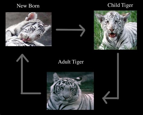 What Is The Life Cycle Of A Tiger