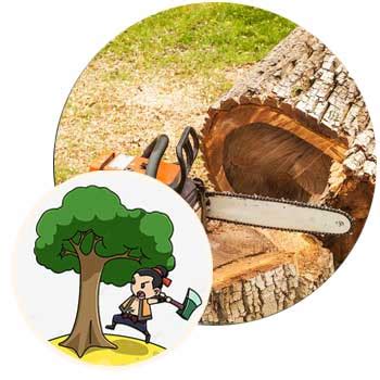 Tree Services Best Professional Tree Cutting Service In Hyderabad