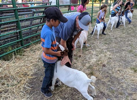 Willits 4 H Goat Group Getting Lessons On Showmanship The Willits News