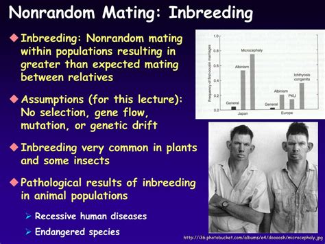 Ppt Lecture 5 Genetic Variation And Inbreeding Powerpoint