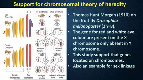 Chapter 3 Chromosomal Basis Of Inheritance PPTX Genetics Science
