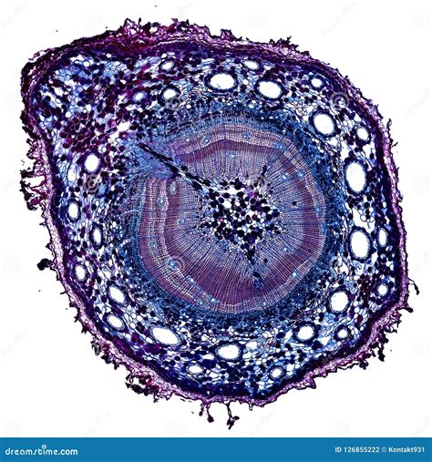 Microscopic Cross Section Cut Of A Root Under The Microscope Stock Image CartoonDealer Com
