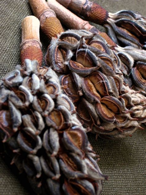 Best Images About Seed Pods On Pinterest