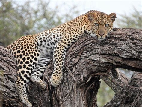 Splendid Destination Safaris 나이로비 Splendid Destination Safaris의 리뷰