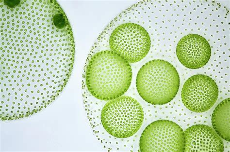 Volvox Colony Light Micrograph By Frank Fox