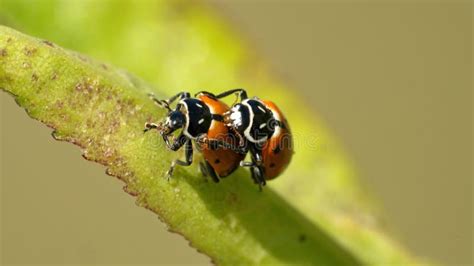 Ladybugs Mating On A Leaf Stock Photo Image Of Breeding
