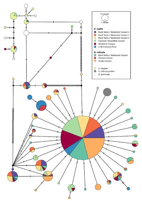 Statistical Parsimony Haplotype Network Of An 888 Bp Region Of Nd2 From