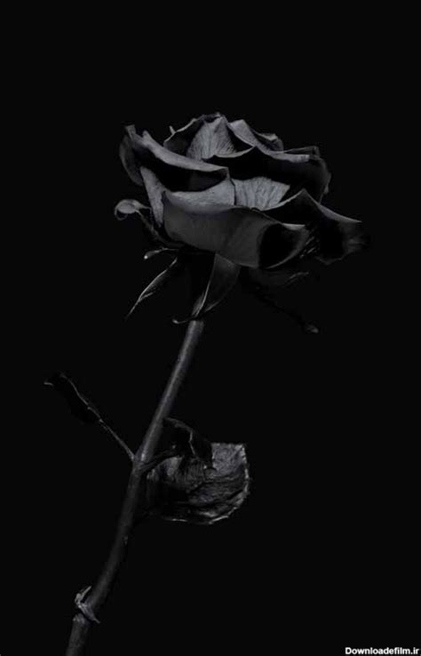 عکس گل مشکی فانتزی