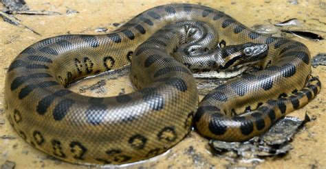 Green Anaconda Animal Pictures A Z Animals