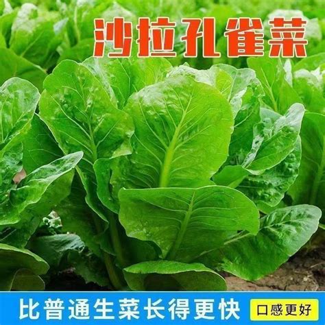 孔雀菜种子 罗马直立生菜种子四季沙拉菜种籽 耐寒阳台盆栽蔬菜 阿里巴巴