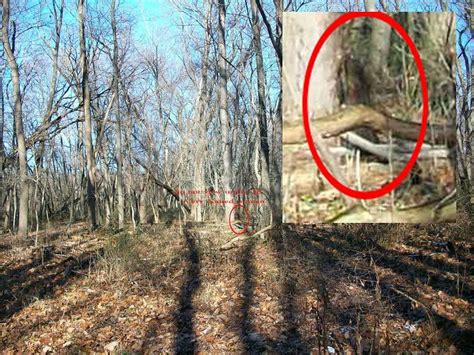 Photo Of Naked Ghost Woman In Tree This Photo Was Taken Mi Flickr