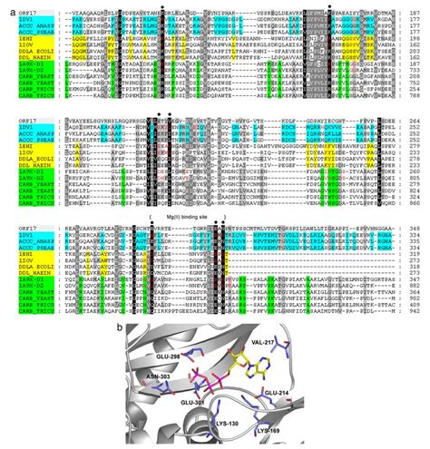 a multiple sequence alignment of orf17 with three subfamilies within