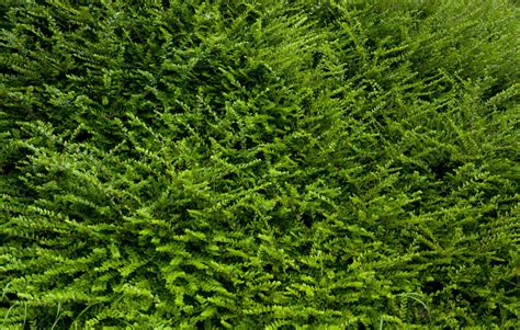 Bush Texture