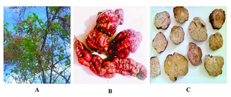 Fmt Tree And Roots A Fmt Tree B Fmt Roots C Cross Section Of Fmt Download Scientific