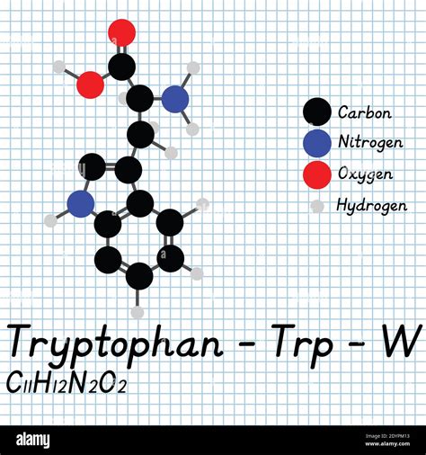 Tryptophan Trp W Amino Acid Molecular Formula And Chemical