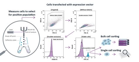 Cell Line Generation Oncolines Bv