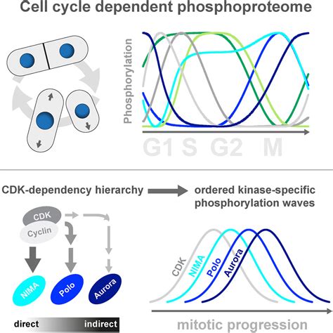 Quantitative Phosphoproteomics Reveals The Signaling Dynamics Of Cell