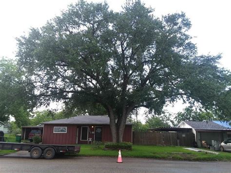 Tree Trimming Tree Pruning Services In Victoria TX By Acme Saw Tool Service