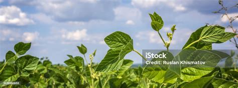 녹색 간장 밭 근접 촬영 들판에서 콩 작물 숙성 콩의 배경입니다 풍부한 수확 개념 농업 자연 및 농지 태양 광선의 콩이 닫힙니다 농장 콩 꽃 농업에 대한 스톡 사진 및 기타