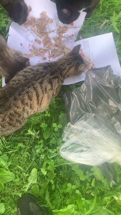 Котики кушают косточки неотписовайтесь животные котики2024 Youtube